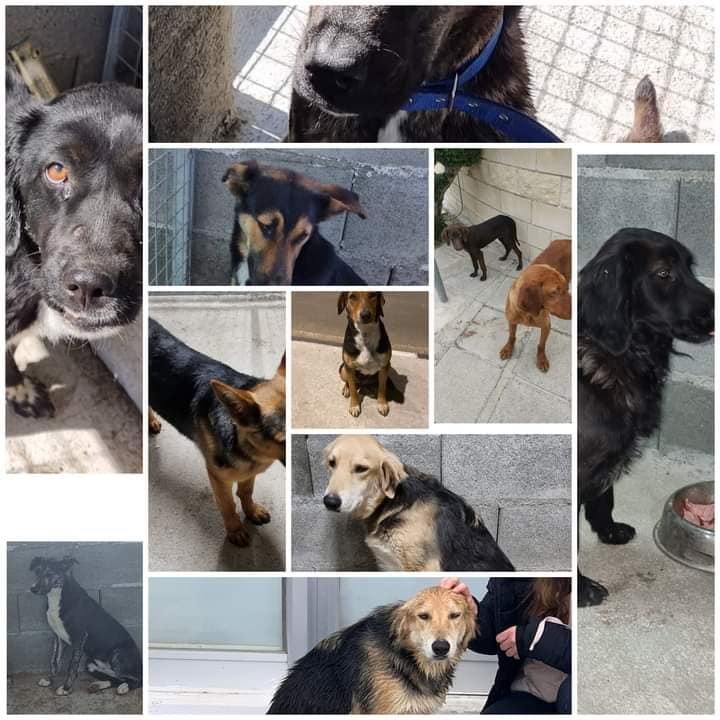Τρόμος σε μάντρα στο Γέρι από αδέσποτους σκύλους (ΒΙΝΤΕΟ) | Ant1 Live