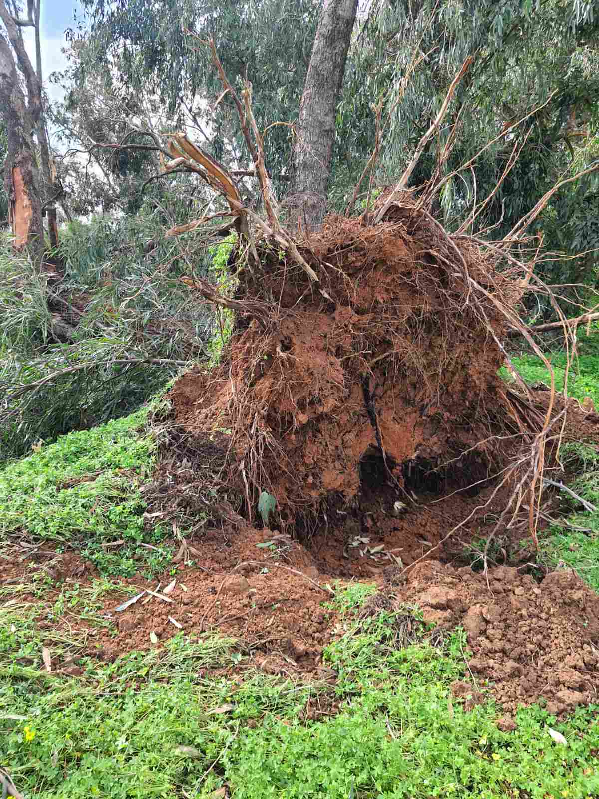 Ζημιές που προκάλεσε η θεομηνία σε χώρους πρασίνου στη Λεμεσό | Ant1 Live