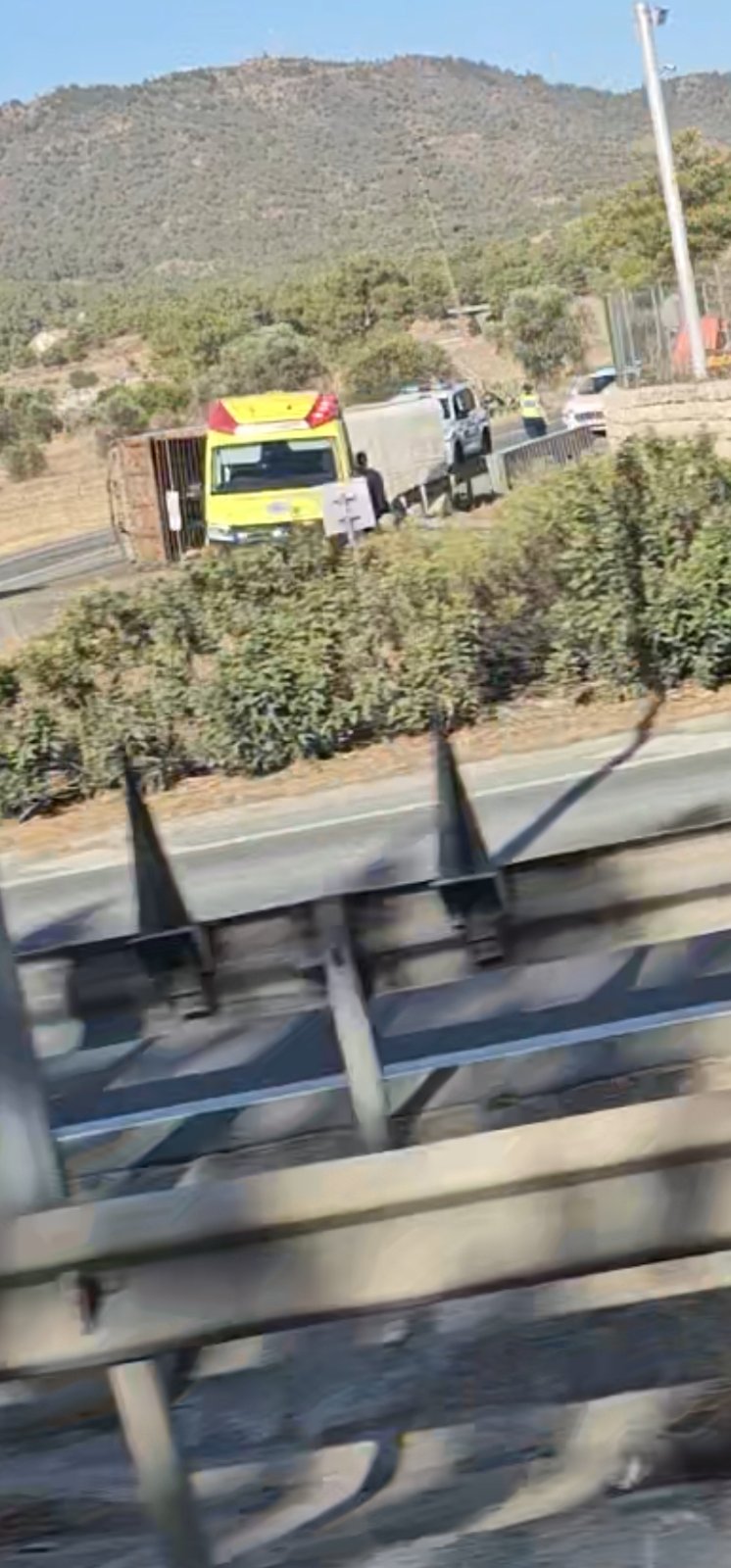 Περιορίστηκαν οι αγελάδες που διέφυγαν από όχημα (ΦΩΤΟΣ) | Ant1 Live