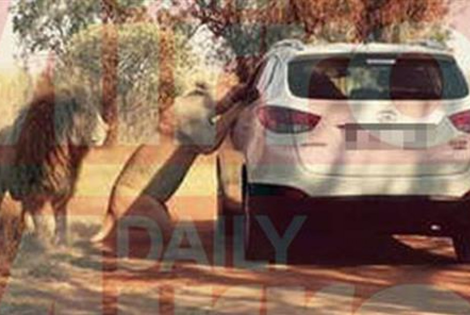 Η στιγμή που το λιοντάρι κατασπαράζει τη μοντέρ του «Game Of Thrones ...