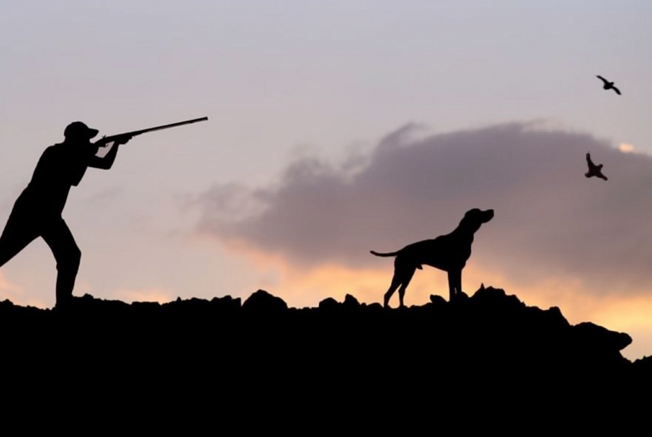 Φωνές κυνηγών για ακτιβίστρια που τους παρενοχλούσε | Ant1 Live