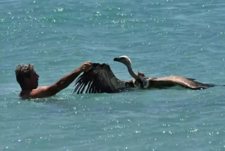 Γύπας στη Σητεία παραλίγο να πνιγεί στη θάλασσα- Τον έσωσε λουόμενος ...