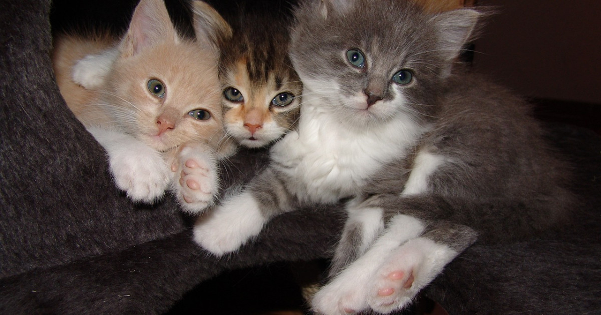 Περισσότερες από 100 γάτες βρέθηκαν νεκρές σε «σπίτι του τρόμου» | Ant1 Live