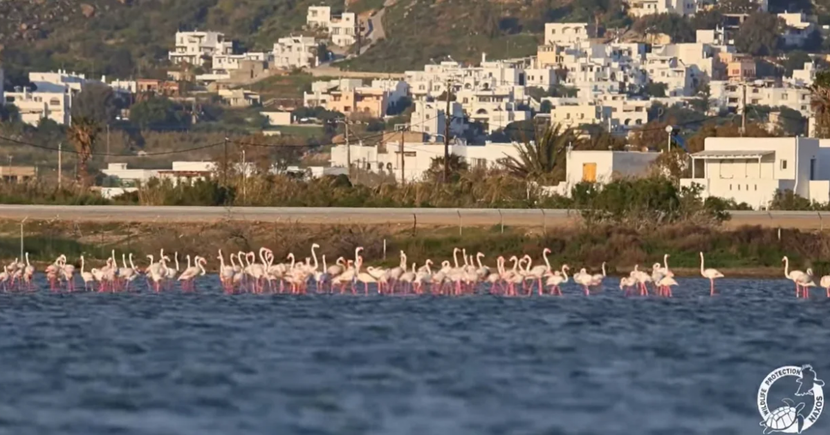 Βίντεο από τα 160 εντυπωσιακά φλαμίνγκο στην αλυκή Νάξου | Ant1 Live