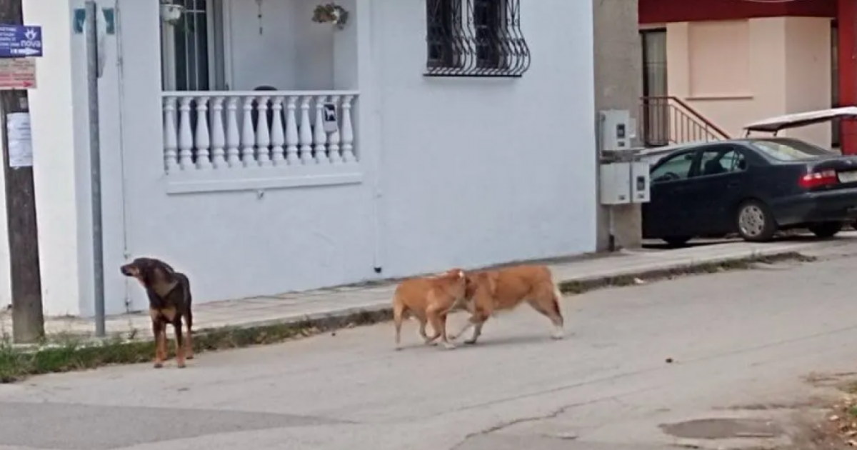 Απίστευτος γολγοθάς για ΑμεΑ: Δέχθηκε επίθεση από αδέσποτο σκύλο | Ant1 ...
